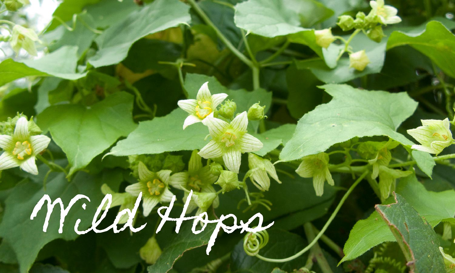 Wild Hops Products – Lakota Made