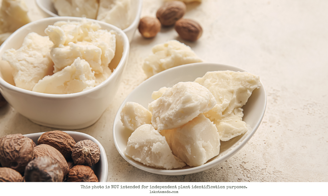 Shea Butter Products – Lakota Made